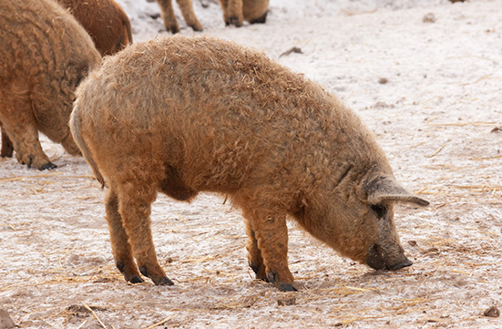 Malac és padlizsán. Kevesen tenyésztenek fajtatiszta mangalicát a ...